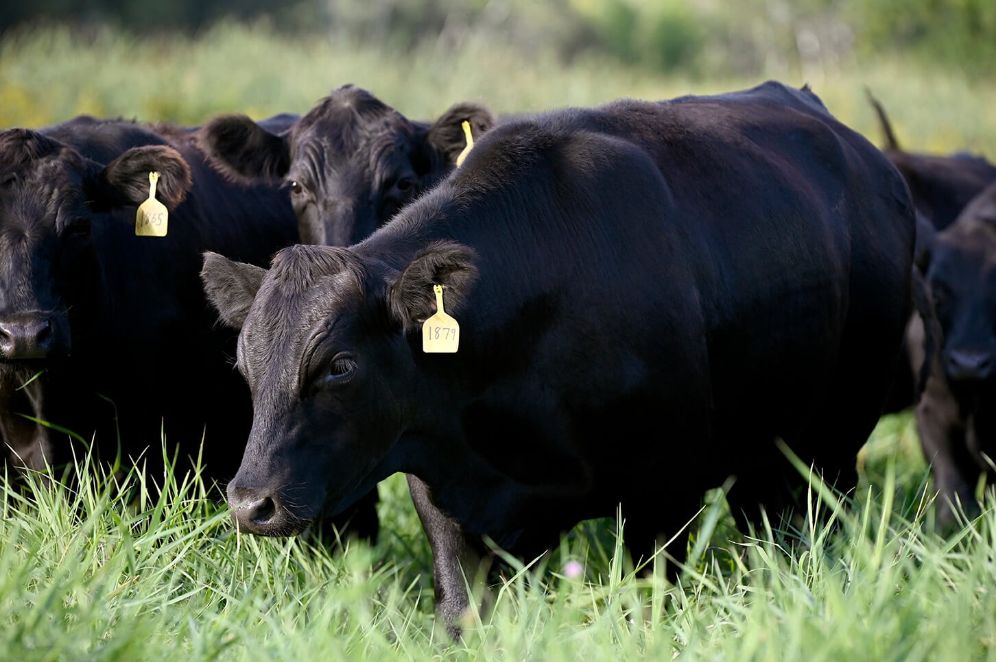 Our Story – Thousand Hills Lifetime Grazed