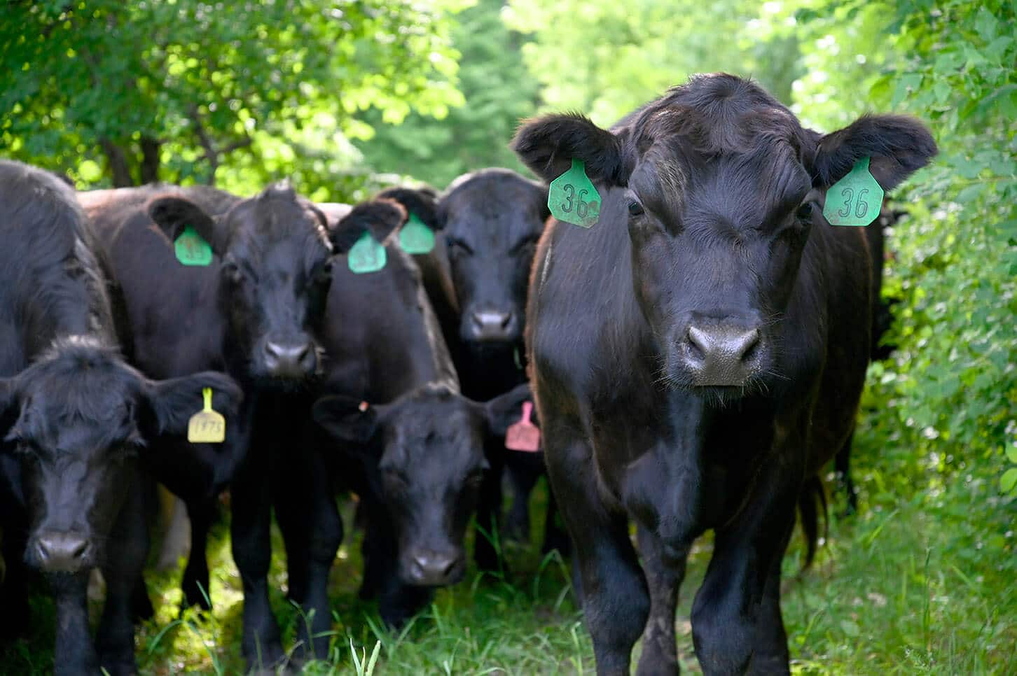 Beef Cuts Guide – Thousand Hills Lifetime Grazed