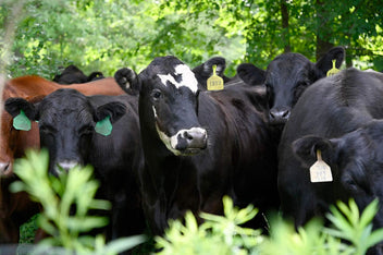 Find Local Grass Fed Beef – Thousand Hills Lifetime Grazed